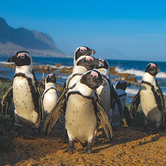 Contact Us - Hawk Associates